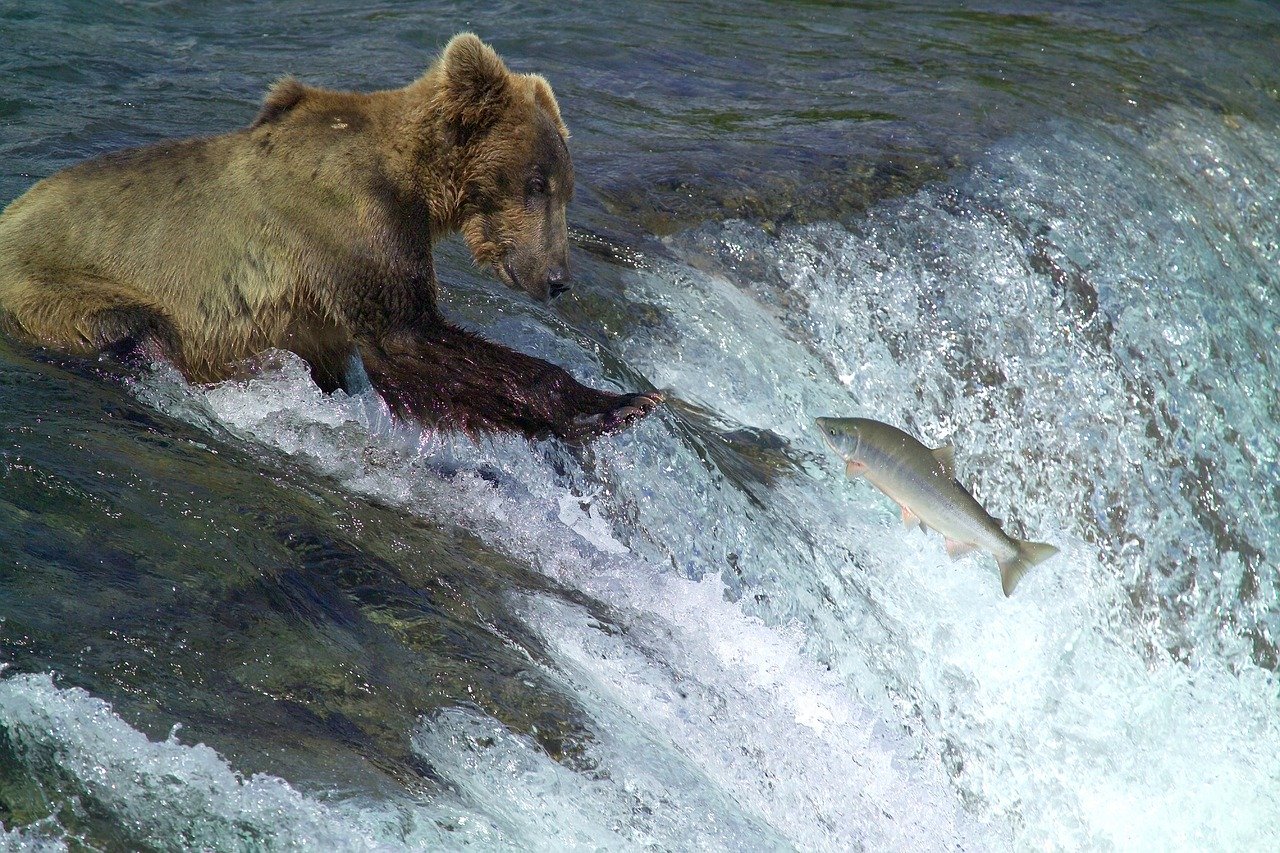 El oso hambriento – Revista Literal