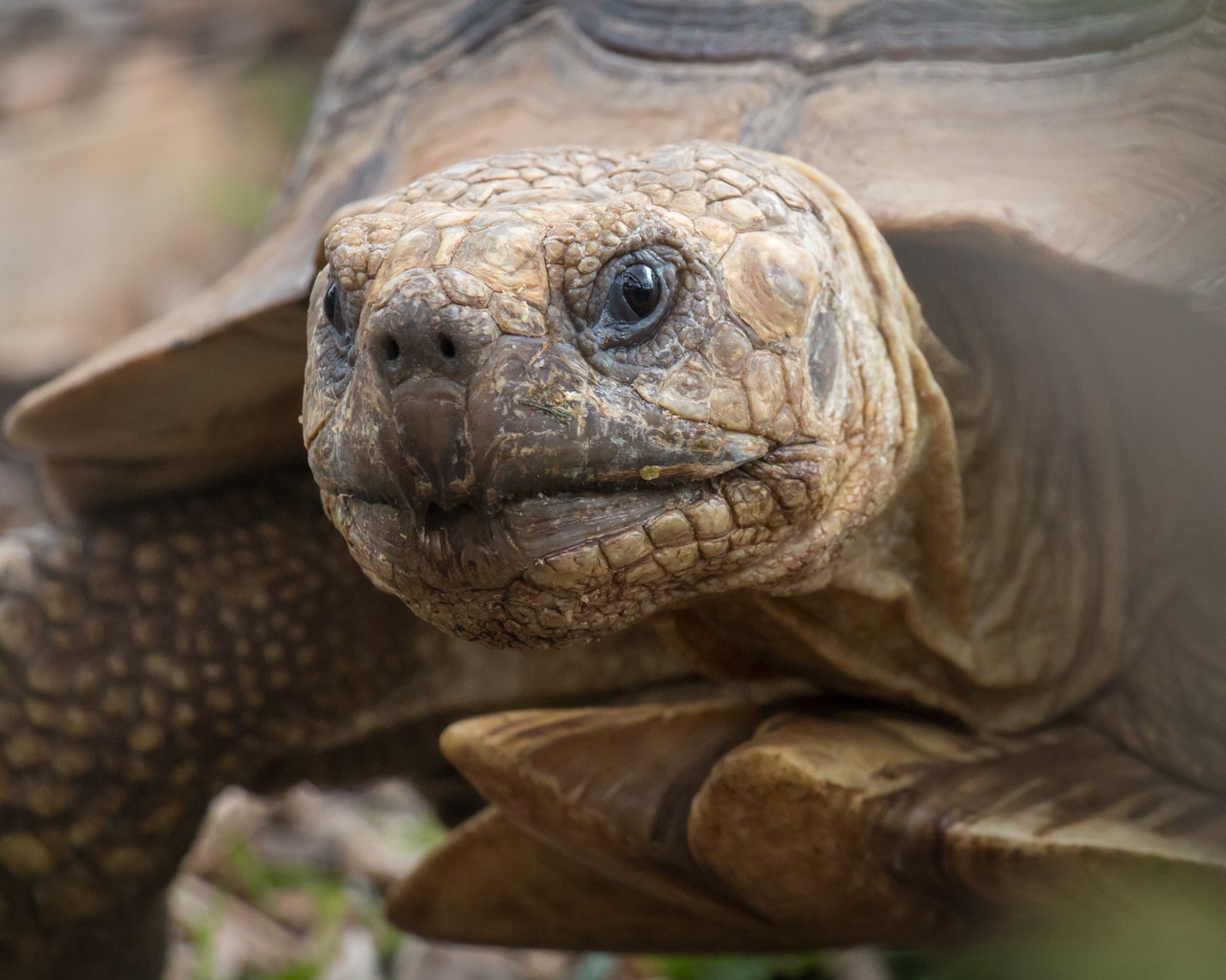 Como la tortuga recibió su caparazón – Revista Literal