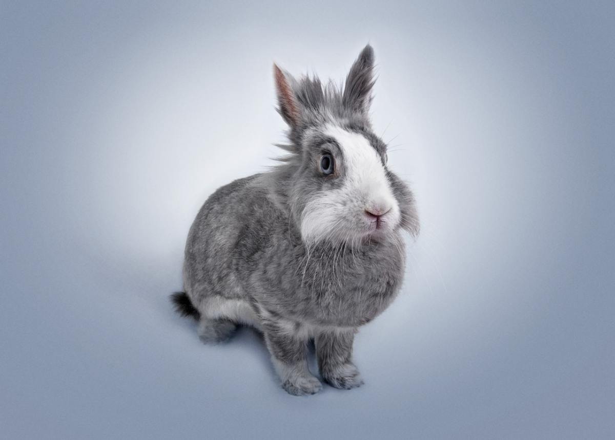 Juanito y los animales – Revista Literal